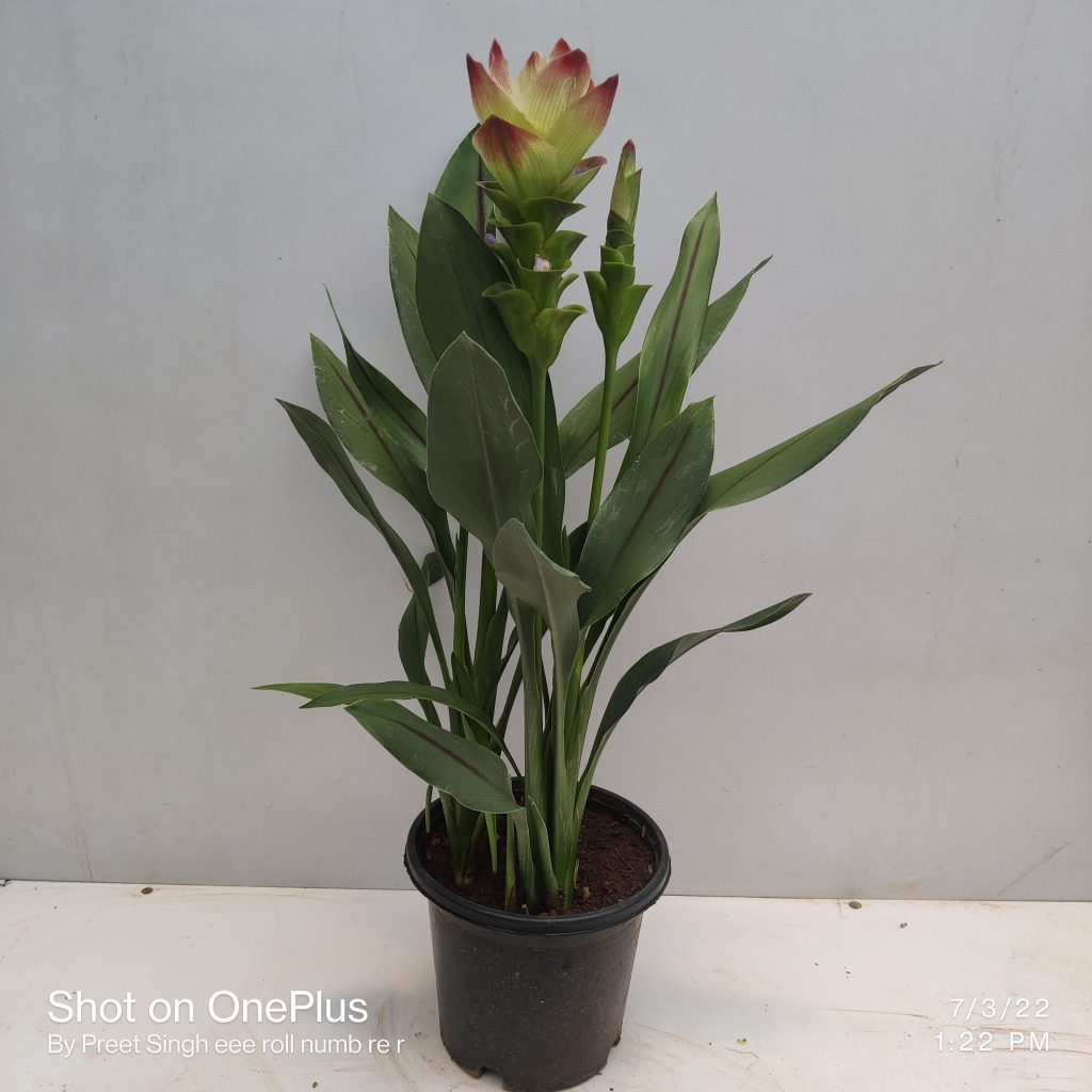 Curcuma Siam Solar - NurseryBuy