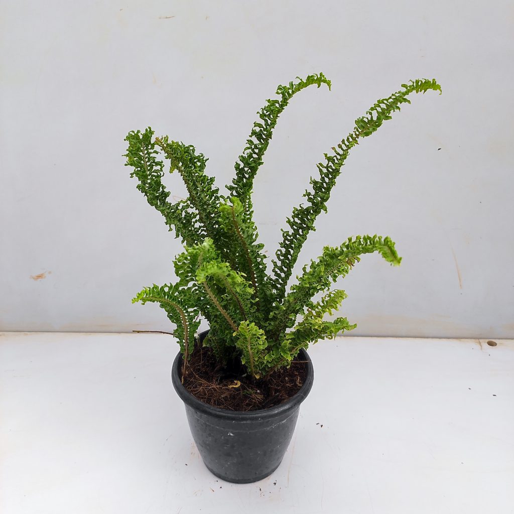 Nephrolepis Exaltata 'Miniature Emina' (Miniature Crinkle Fern ...