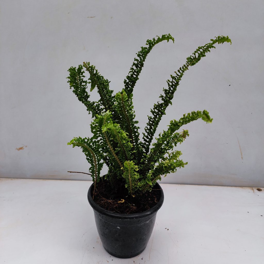 Nephrolepis Exaltata 'Miniature Emina' (Miniature Crinkle Fern ...