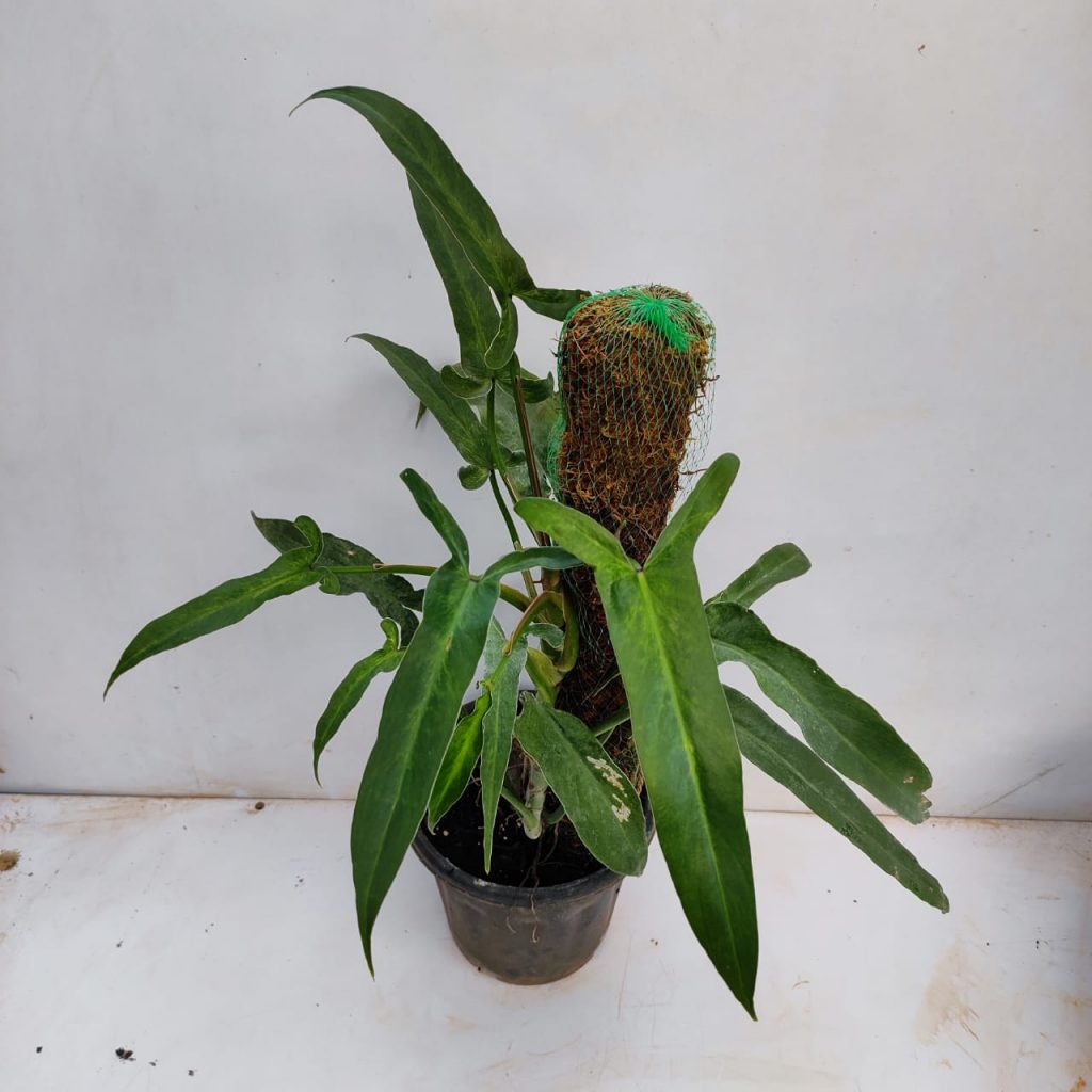 Philodendron ‘Mexicanum' (Philodendron latisagittium) - NurseryBuy