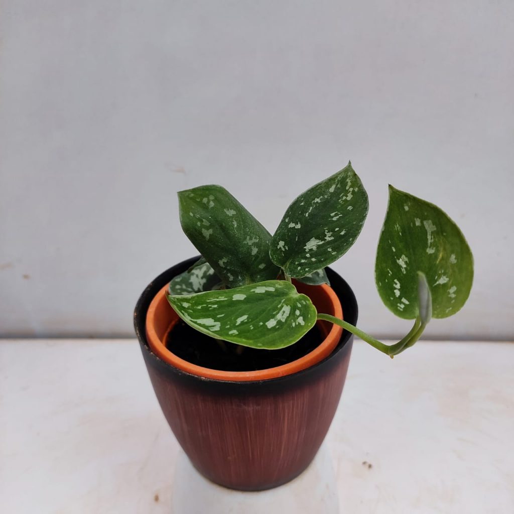 Scindapsus Pictus Argyraeus (Satin Pothos) Mini - NurseryBuy