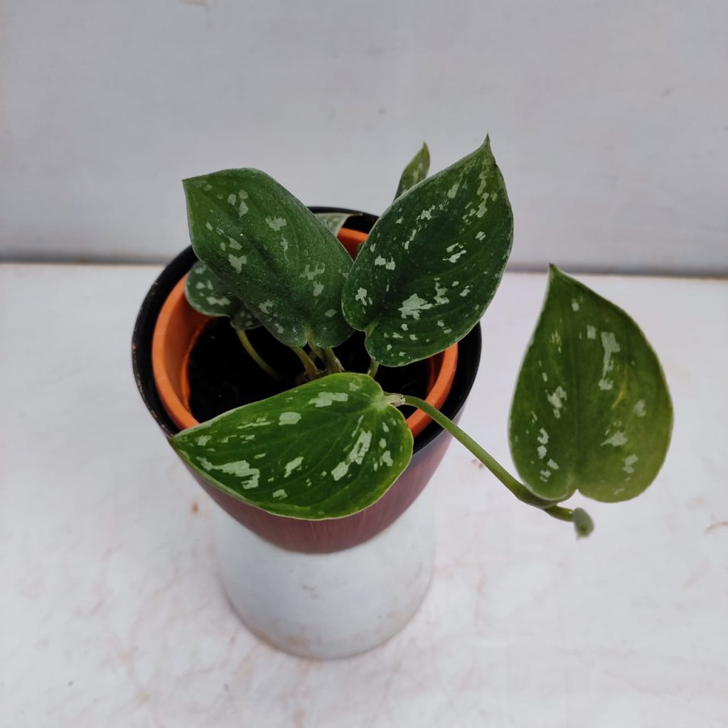 Scindapsus Pictus Argyraeus (Satin Pothos) Mini - NurseryBuy