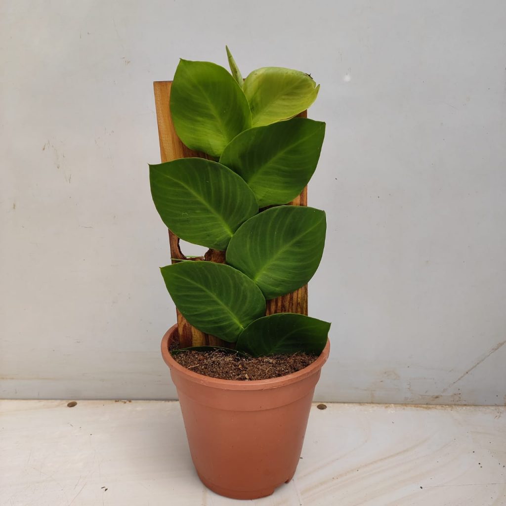 Rhaphidophora Hayi (Shingle Plant) - NurseryBuy