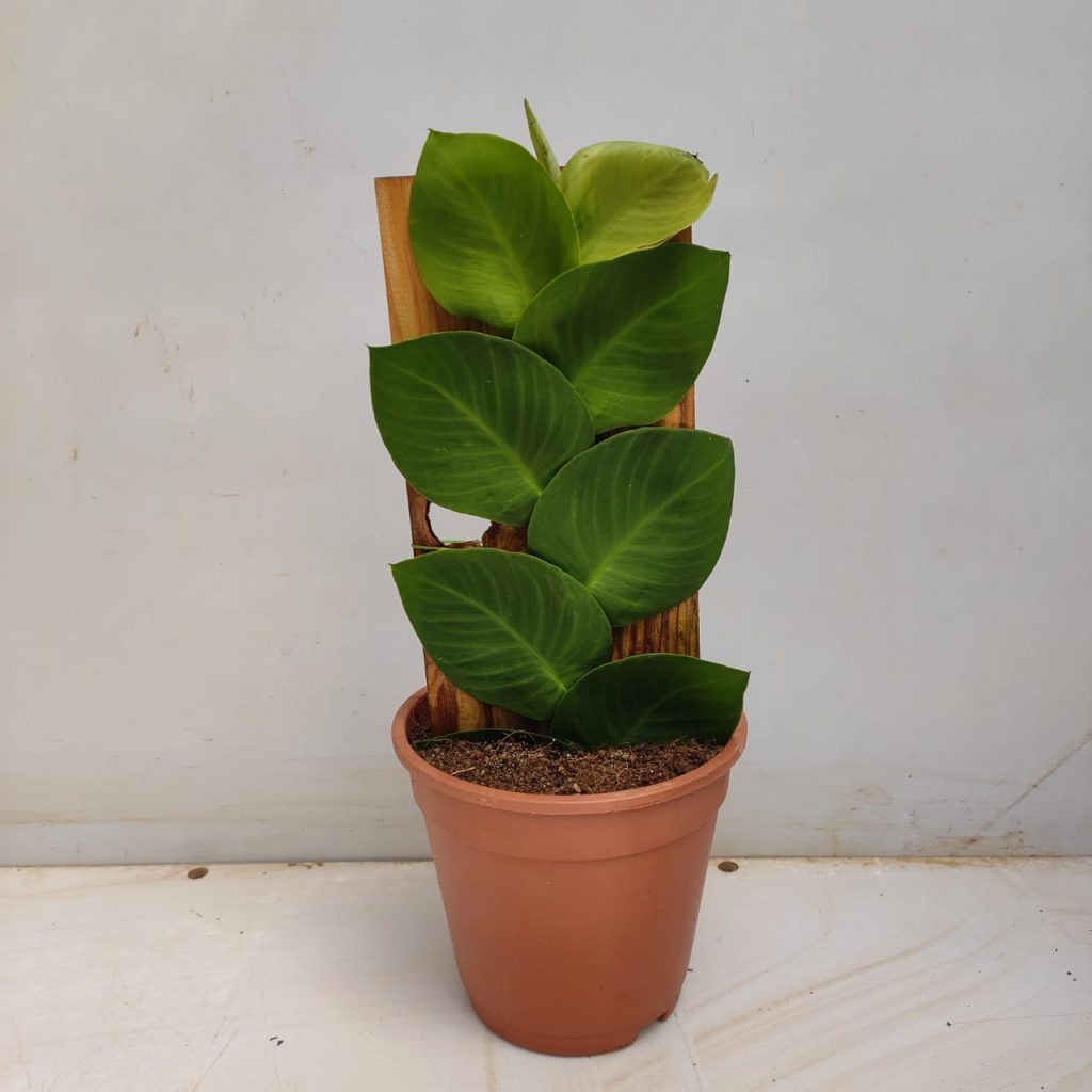 Rhaphidophora Hayi (Shingle Plant) - NurseryBuy