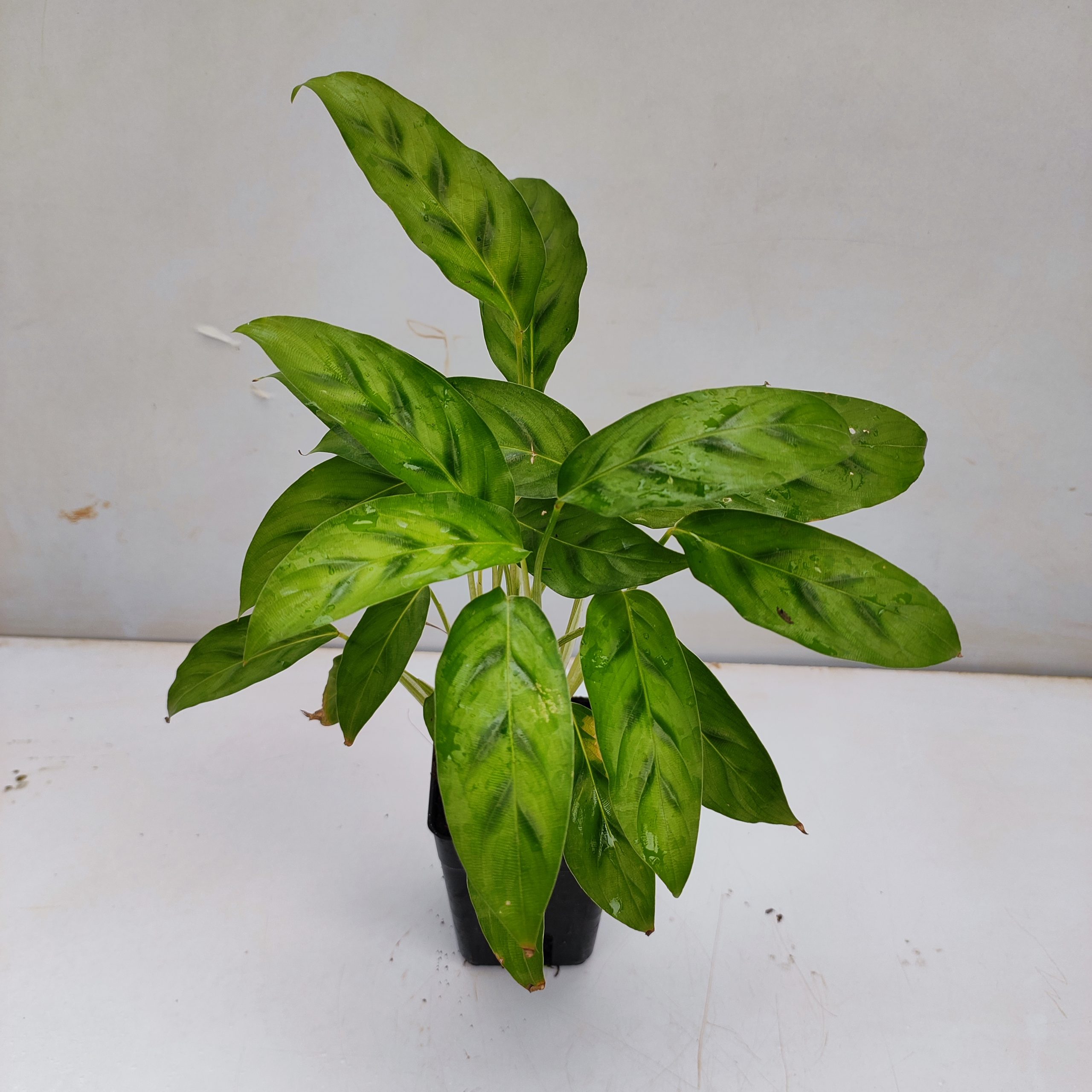 Calathea Leopardina Hybrid Mini - NurseryBuy