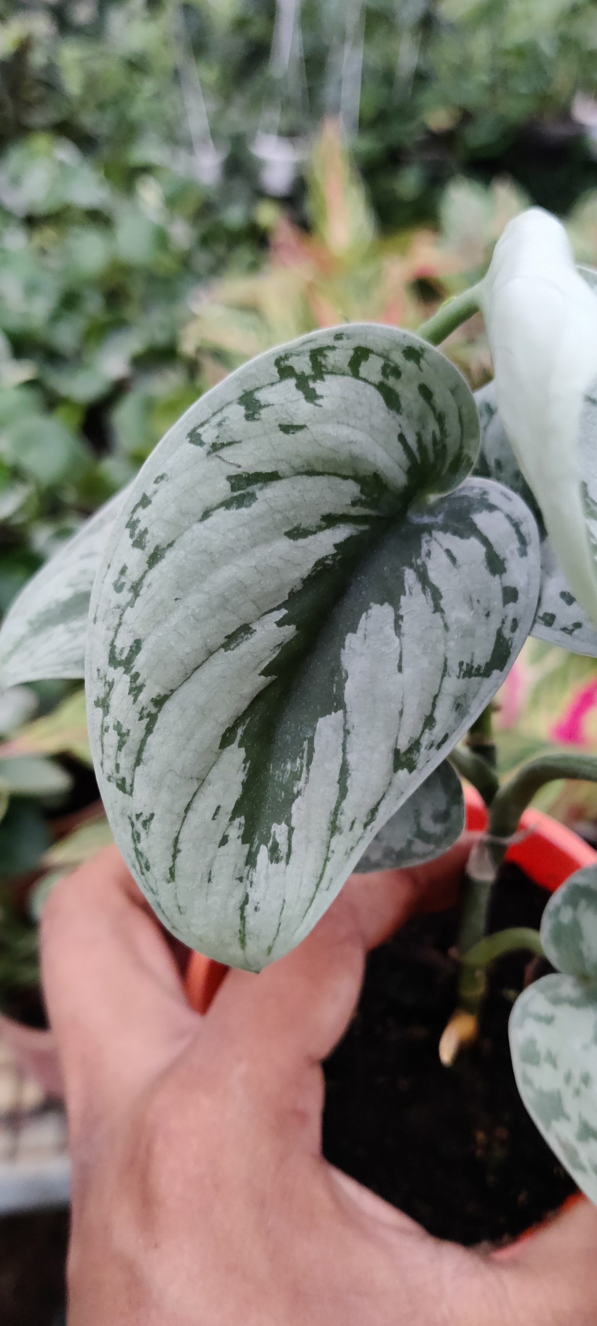 Scindapsus Pictus 'Silver Cloud' - NurseryBuy