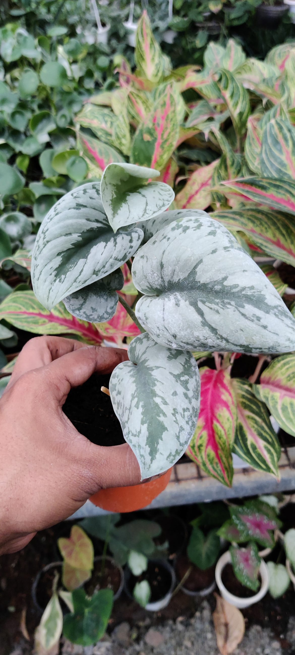 Scindapsus Pictus 'Silver Cloud' - NurseryBuy