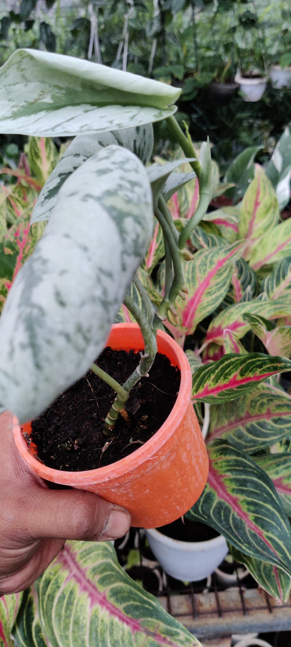 Scindapsus Pictus 'Silver Cloud' - NurseryBuy