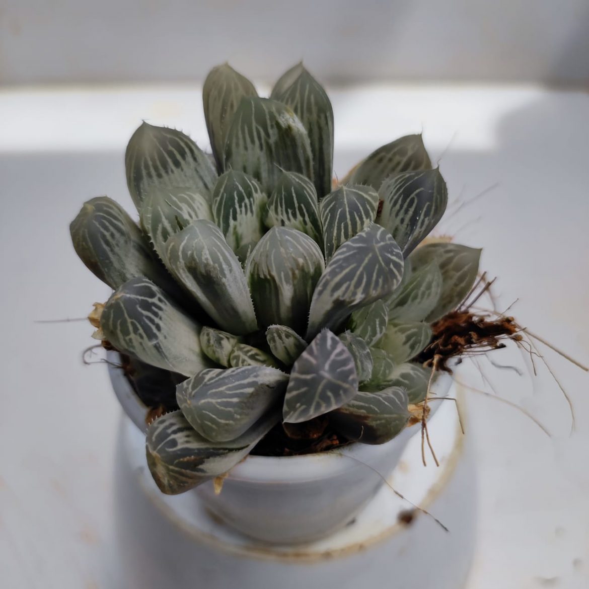 Haworthia Cooperi Var. pilifera 'Silver Swirl' - NurseryBuy