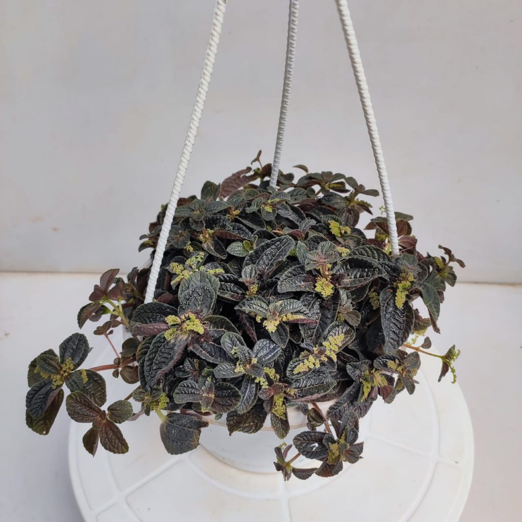 Pilea 'Ripens' (Black Panimiga) in Hanging Basket - NurseryBuy