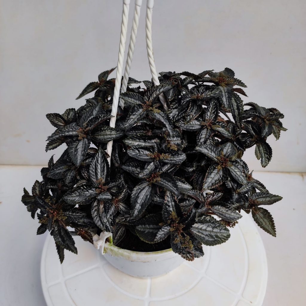 Pilea Involucrata "Liner" in Hanging Basket - NurseryBuy