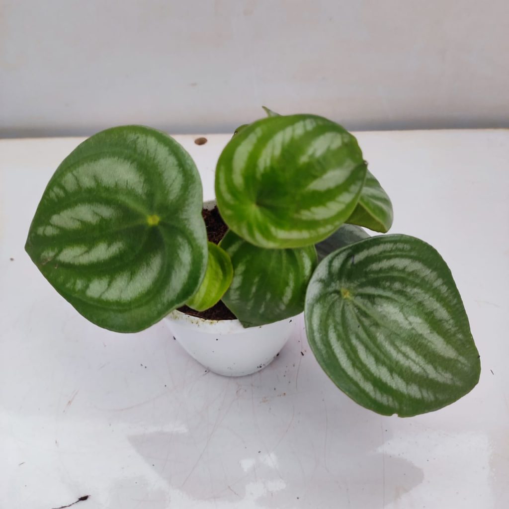 Watermelon Peperomia Mini - NurseryBuy
