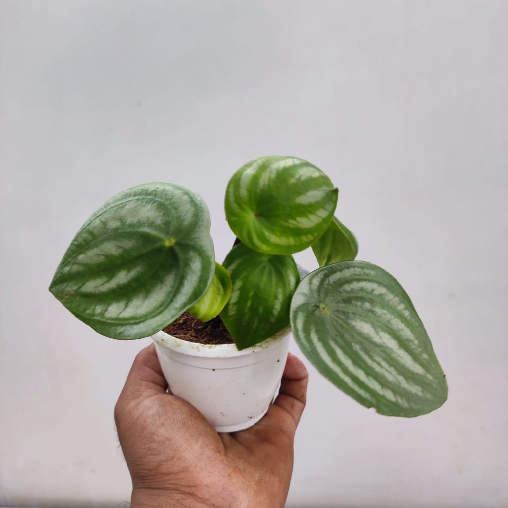 Watermelon Peperomia Mini - NurseryBuy