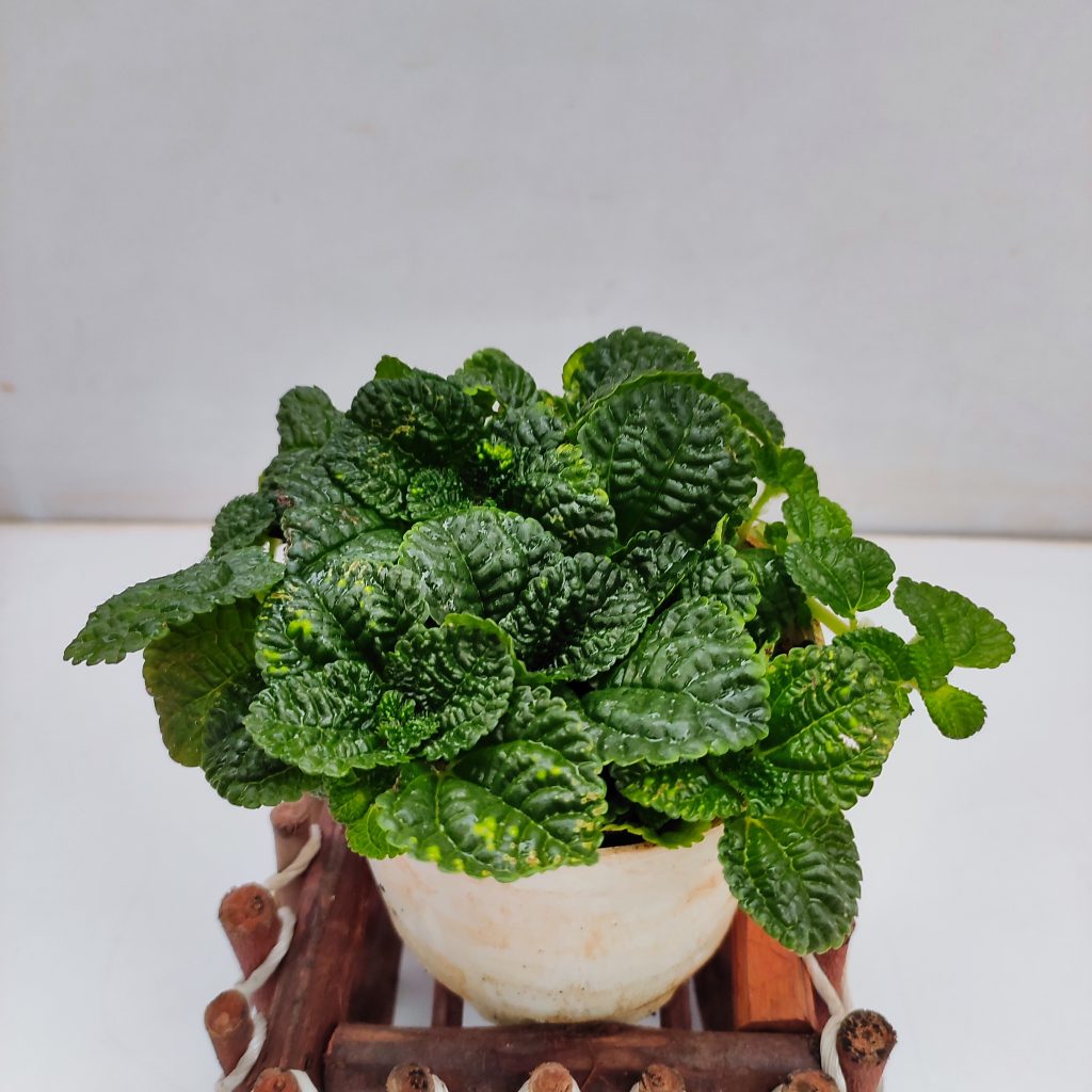 Pilea Nummulariifolia (Creeping Charlie) - NurseryBuy