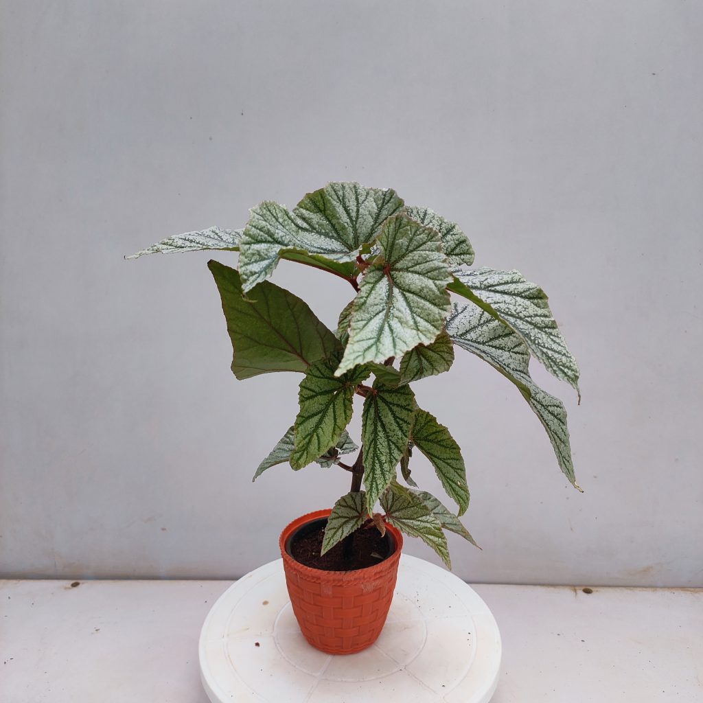 Begonia "Don Miller" Mini - NurseryBuy