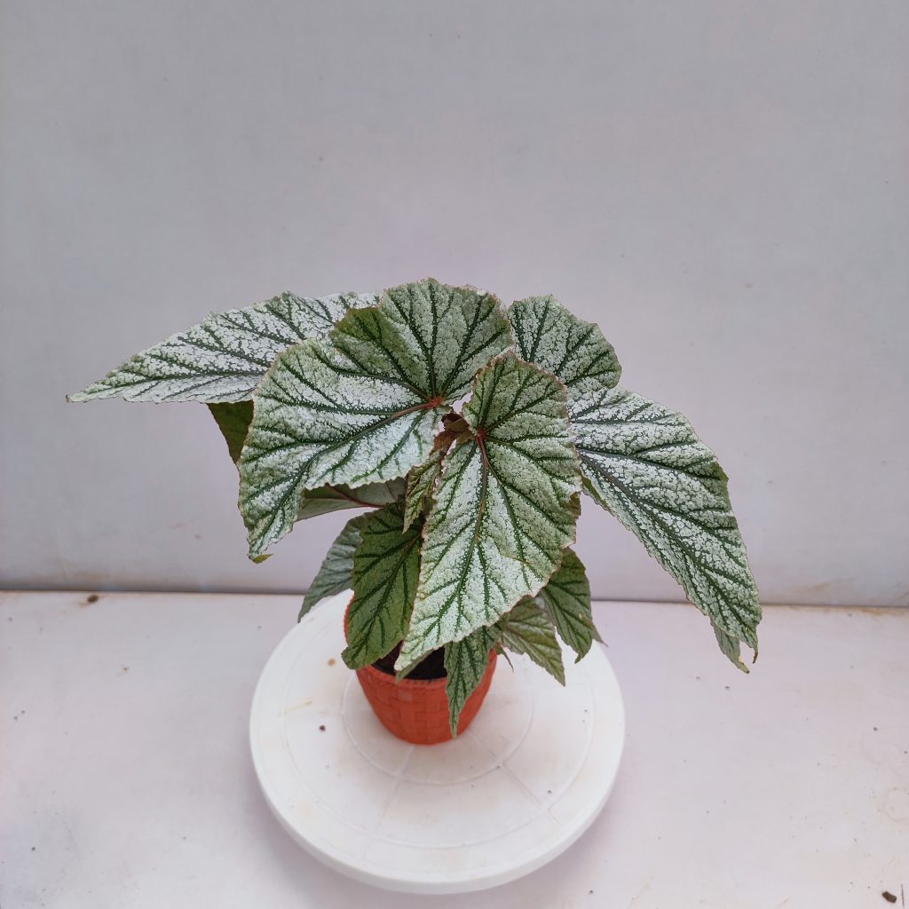 Begonia "Don Miller" Mini - NurseryBuy
