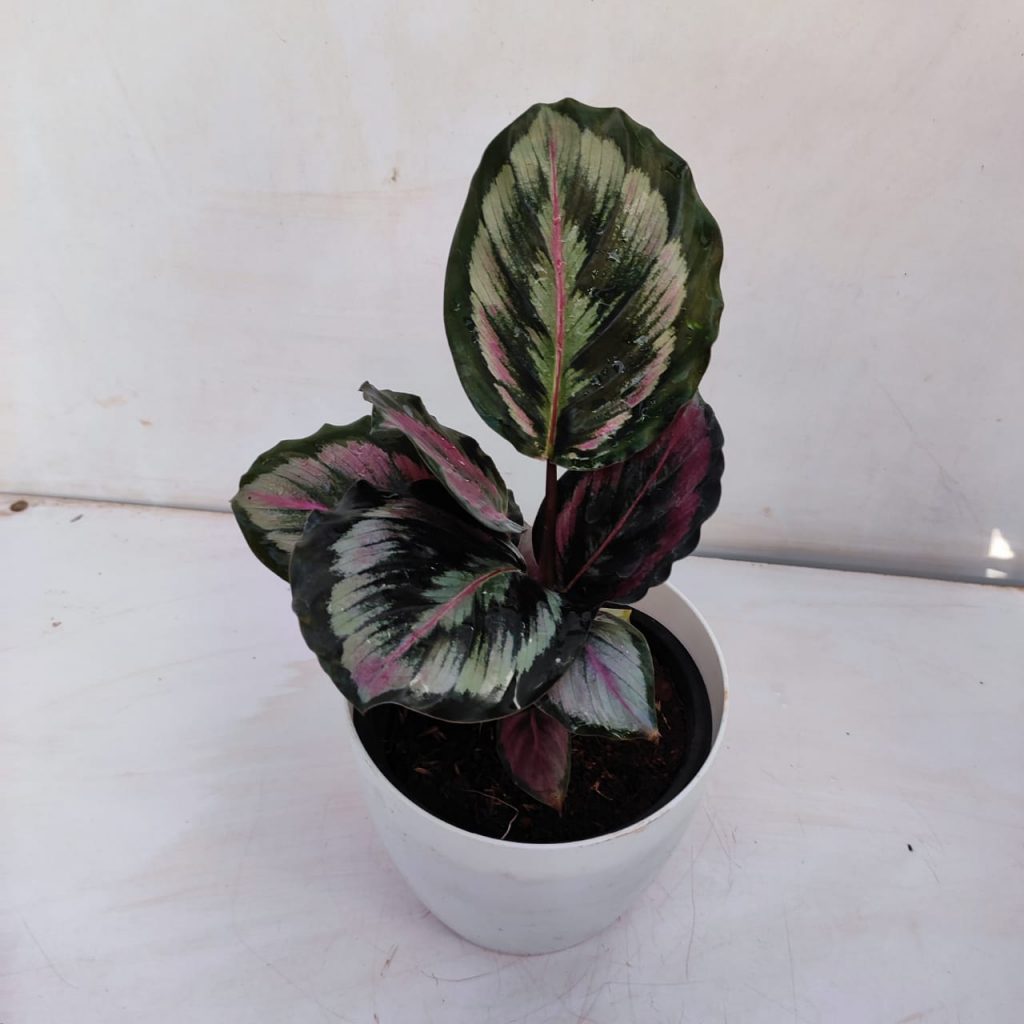 Calathea Medallion V2 - NurseryBuy