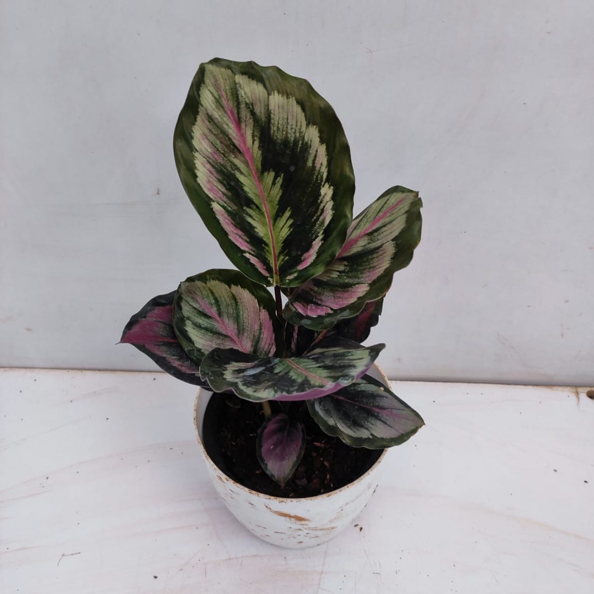 Calathea Medallion V2 - NurseryBuy