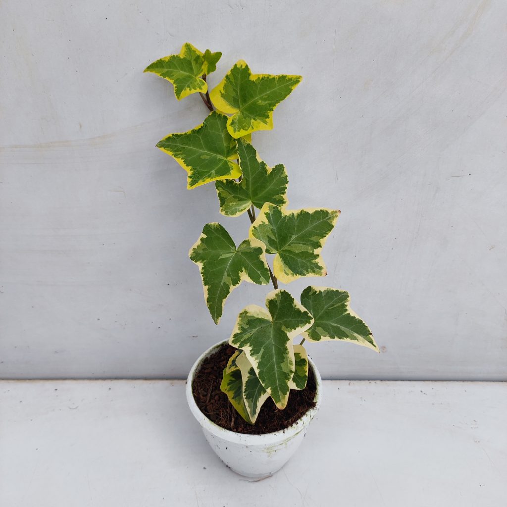 Hedera Helix Goldchild (English Ivy) Mini - NurseryBuy