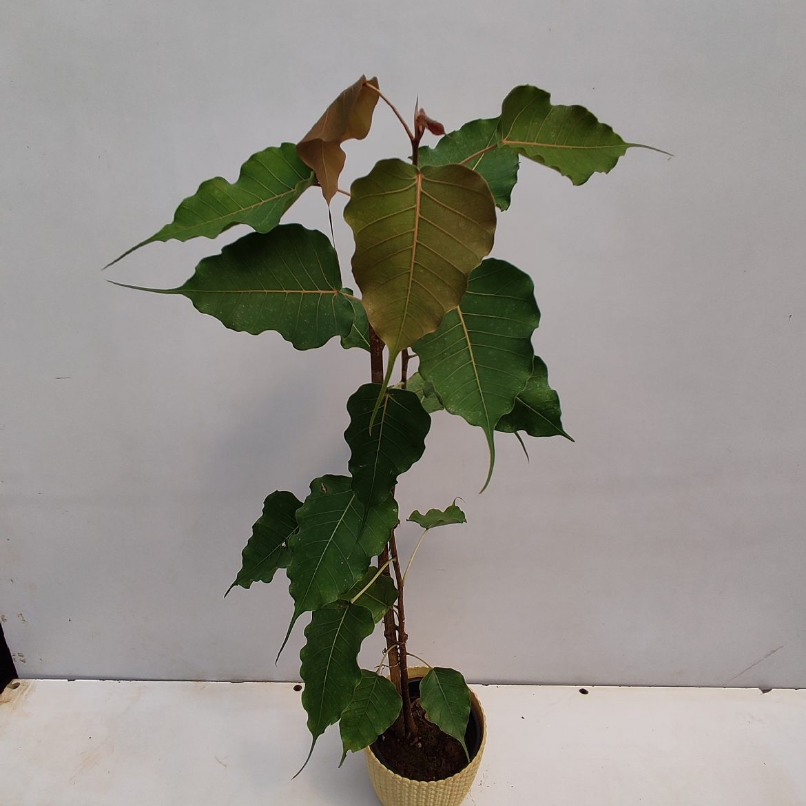 Peepal Tree - Ficus Religiosa - NurseryBuy
