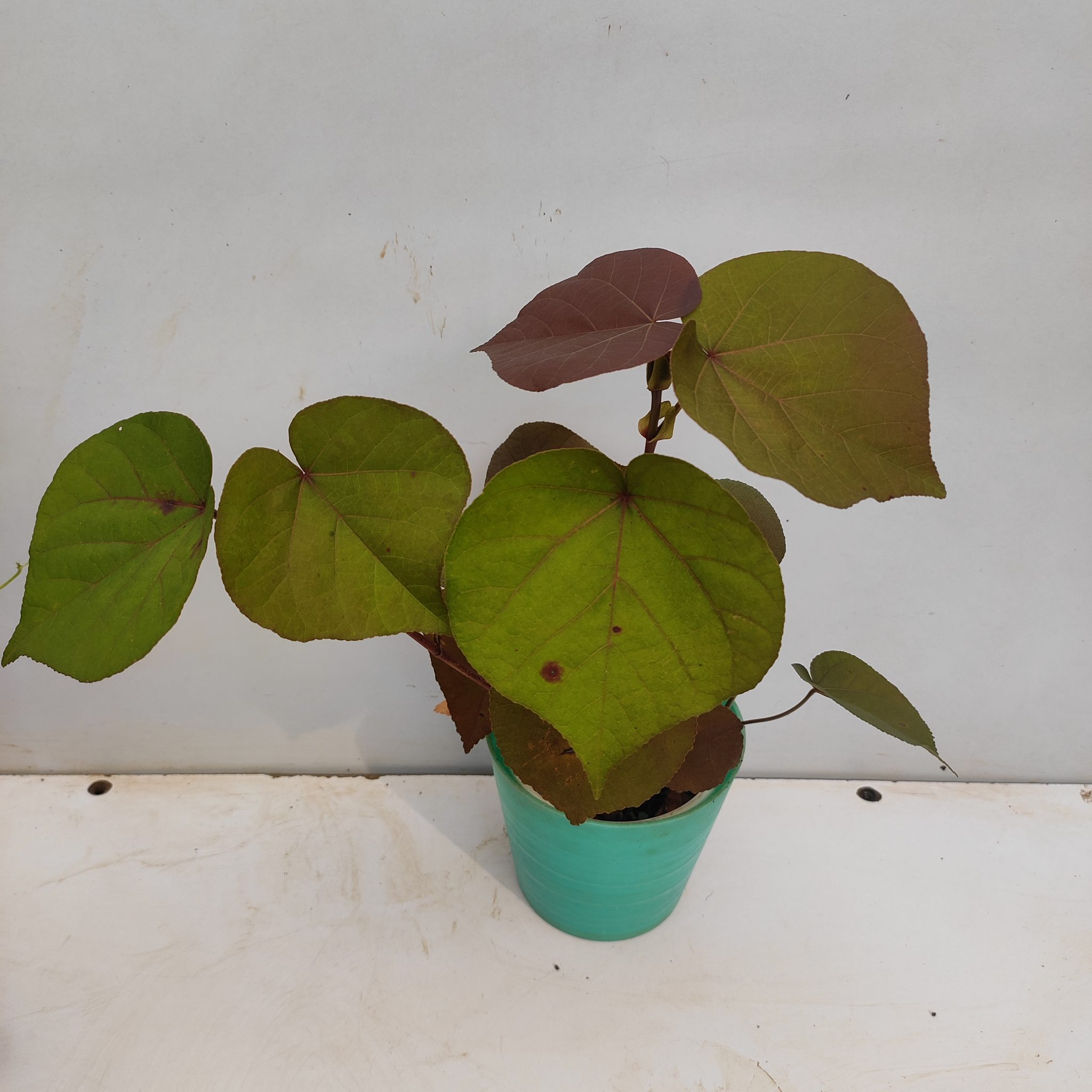 Hibiscus Tiliaceus Rubra (Red Cottonwood Hibiscus) - NurseryBuy