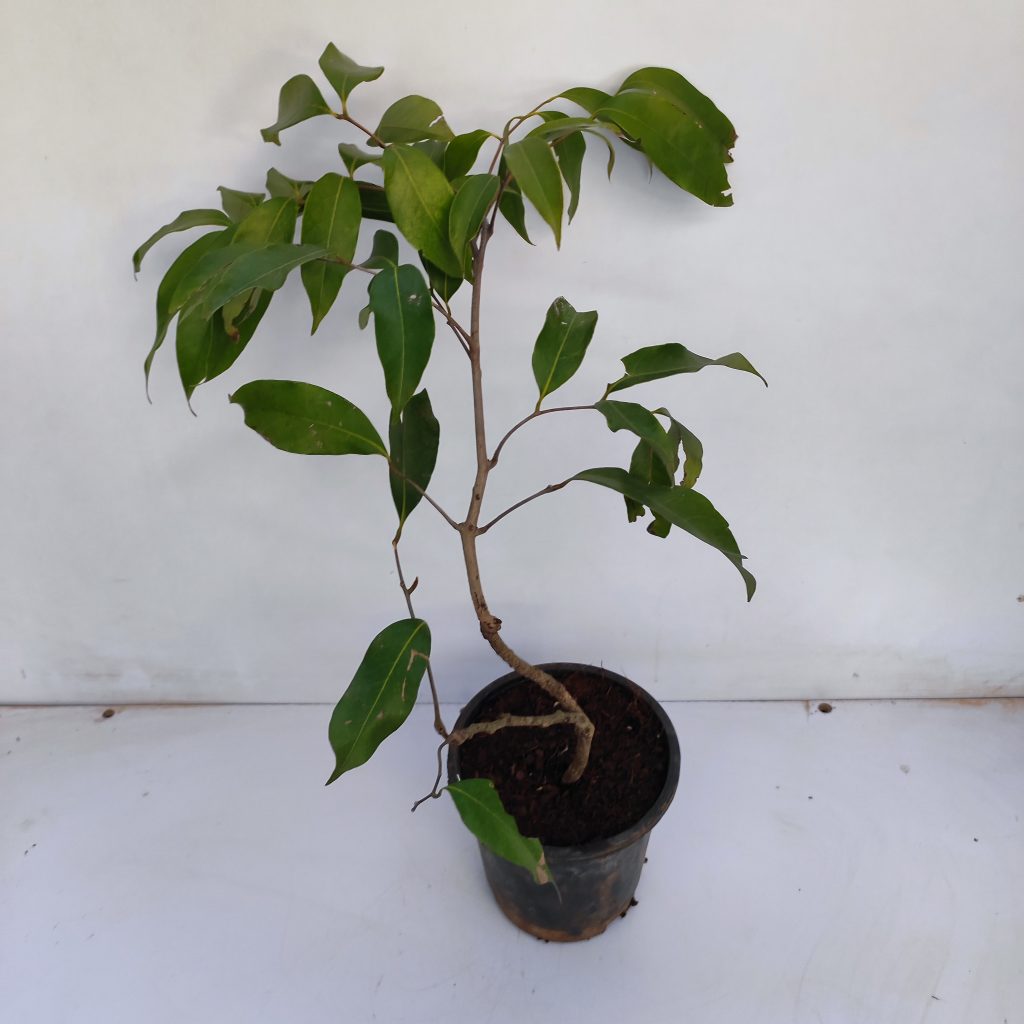 Litchi Plant - NurseryBuy