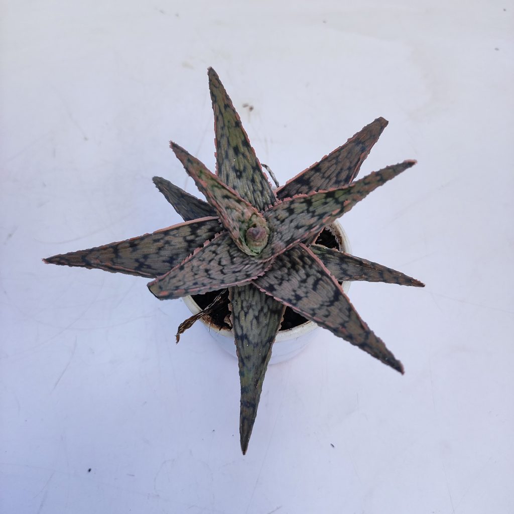 Aloe 'Pink Blush' - NurseryBuy