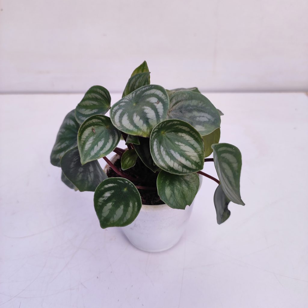 Watermelon Peperomia Mini - NurseryBuy