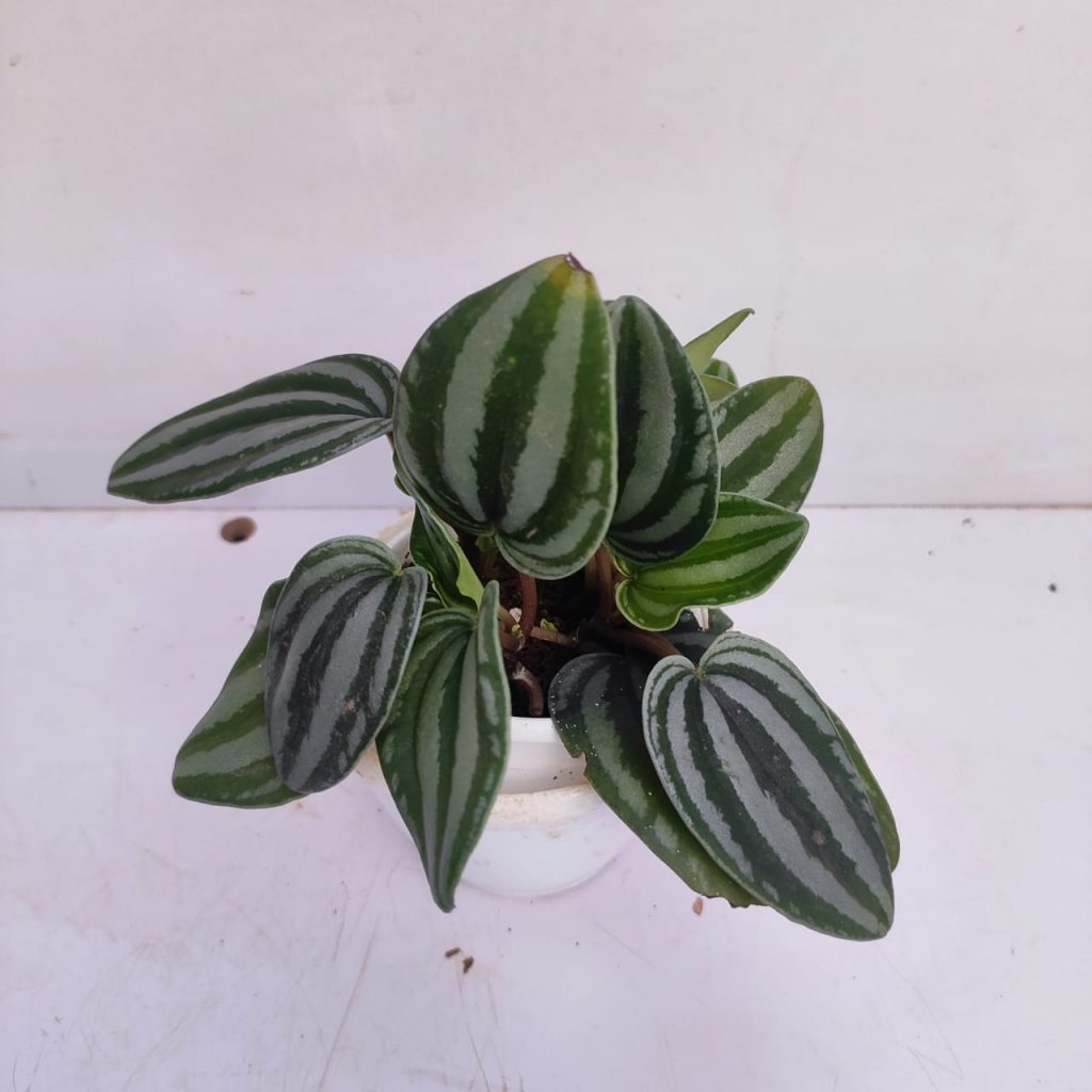 Mini Watermelon Peperomia - NurseryBuy