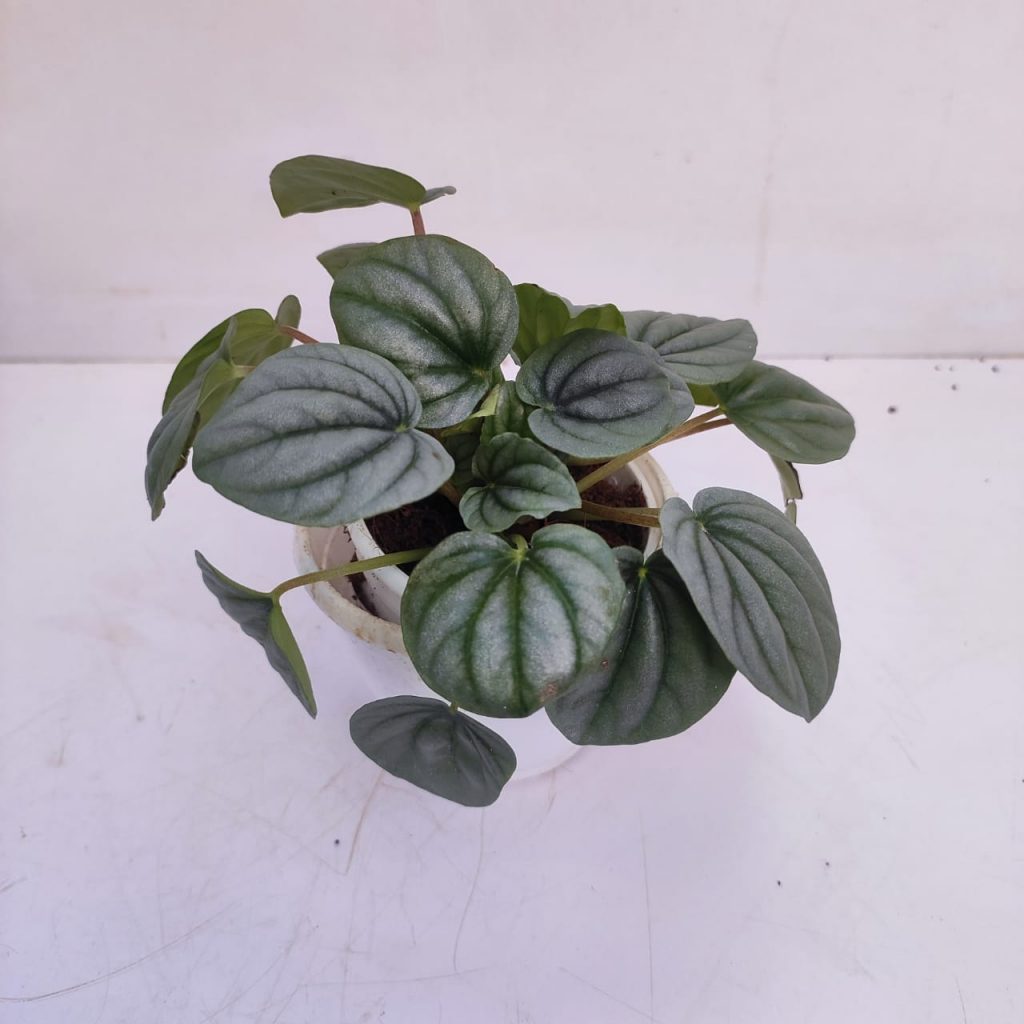 Peperomia 'Frost' Mini - NurseryBuy
