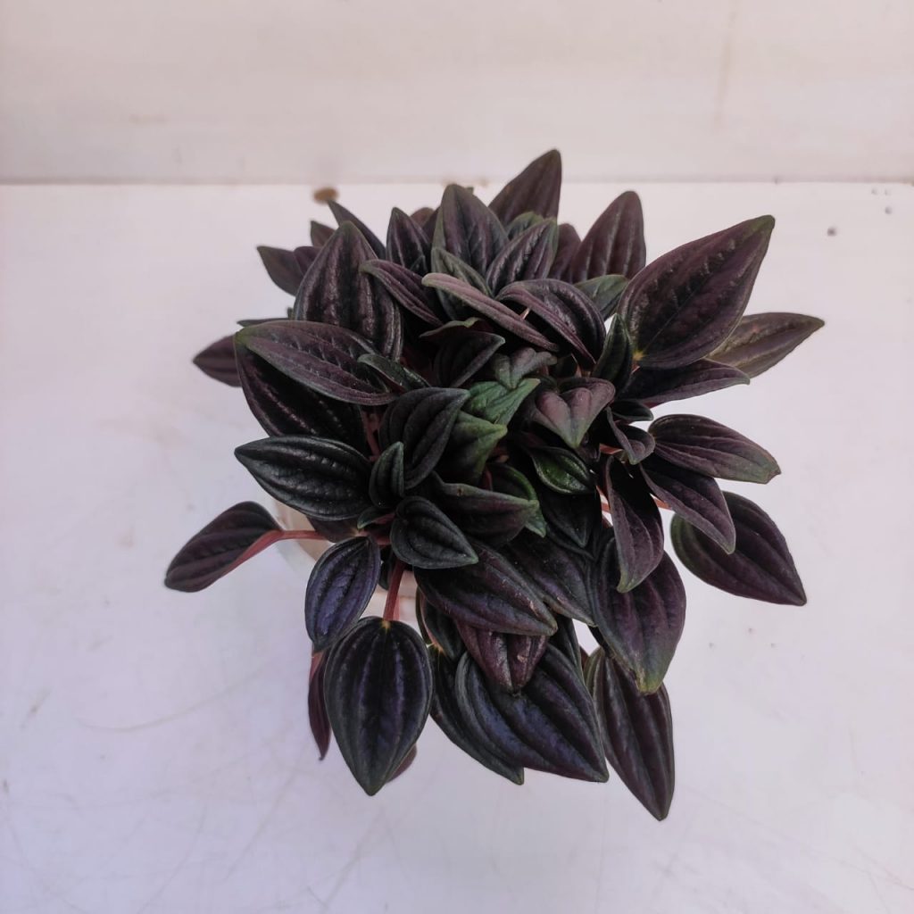 Peperomia Rosso Tanaman Mini - NurseryBuy