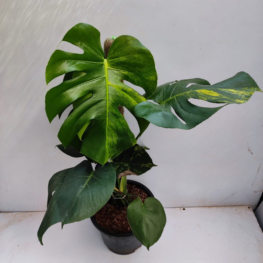 Monstera 'Aurea' (Variegated Monstera) - NurseryBuy