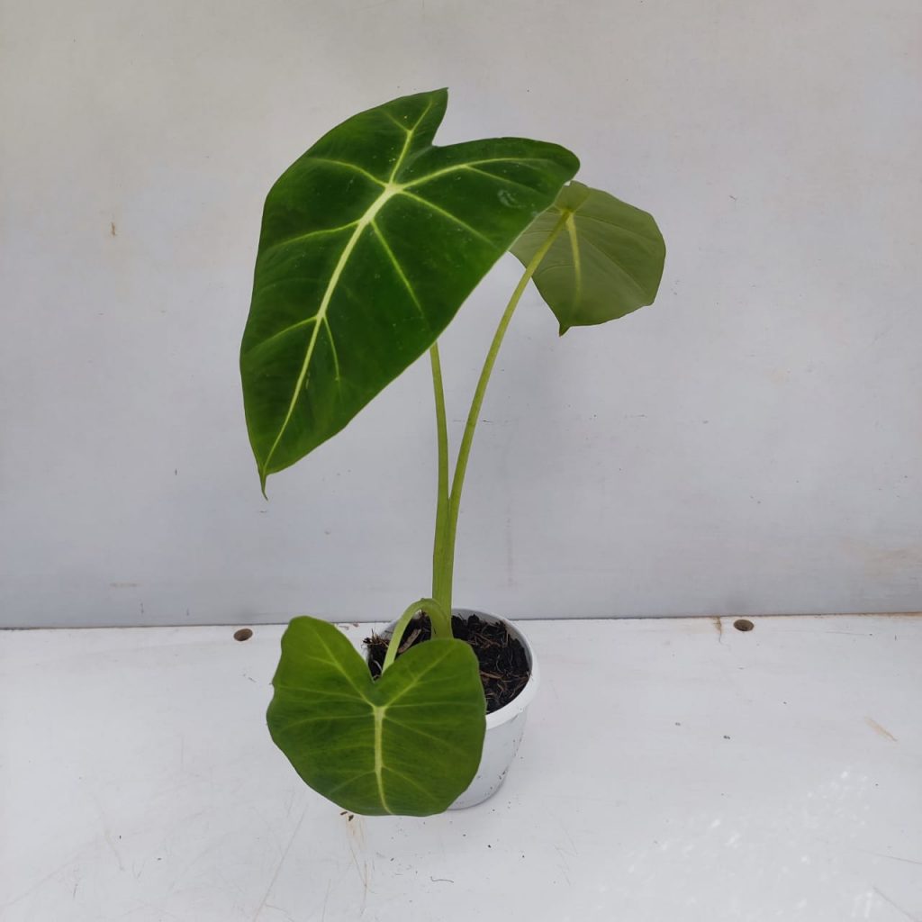 Alocasia "Frydek" Mini - NurseryBuy