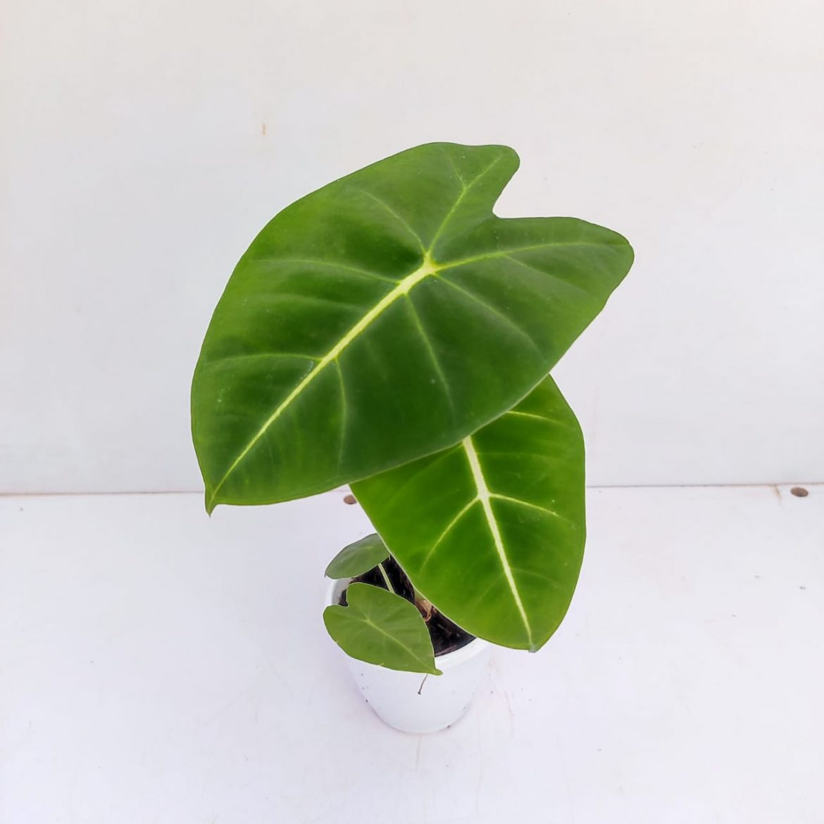 Alocasia "Frydek" Mini - NurseryBuy