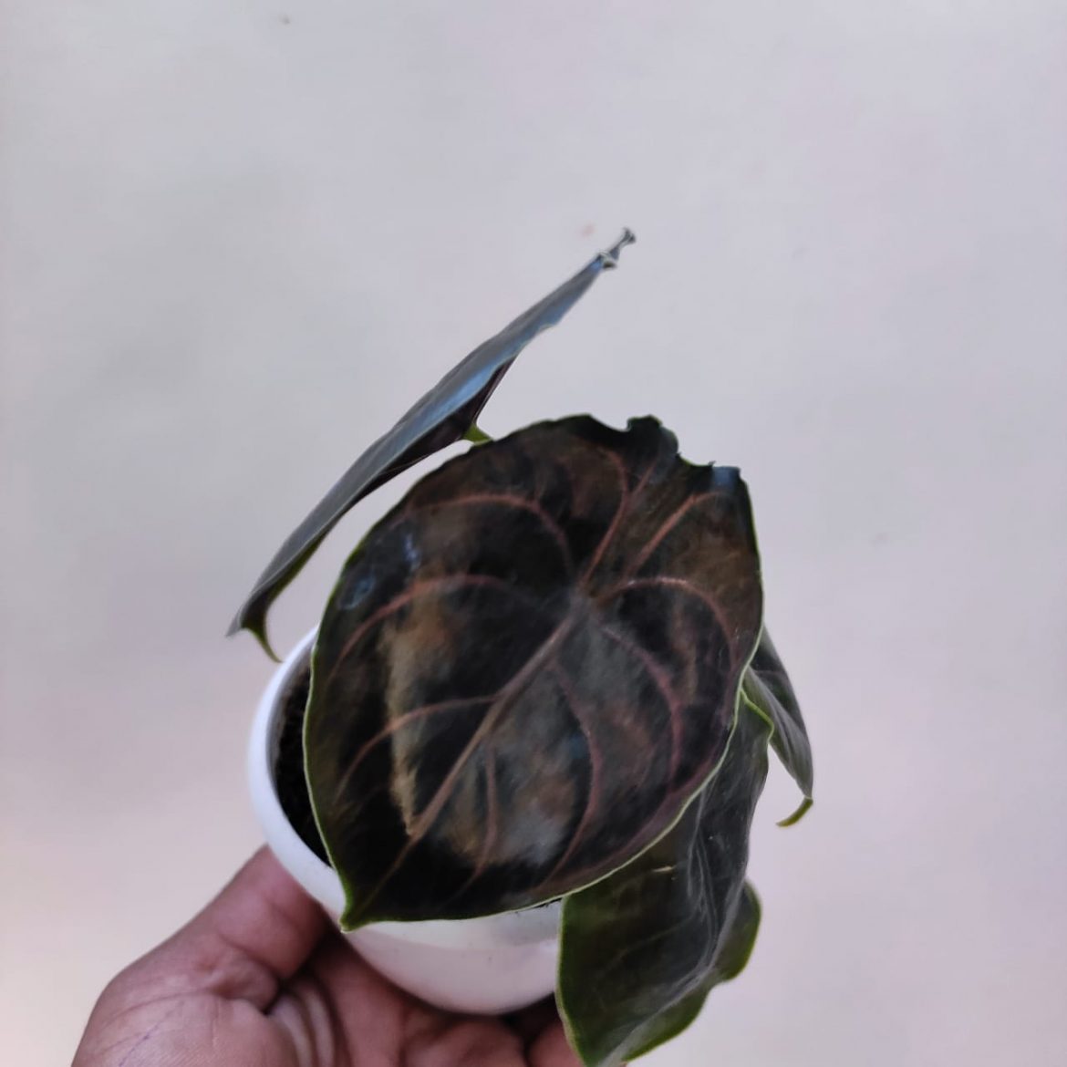 Alocasia "Azlanii" - NurseryBuy
