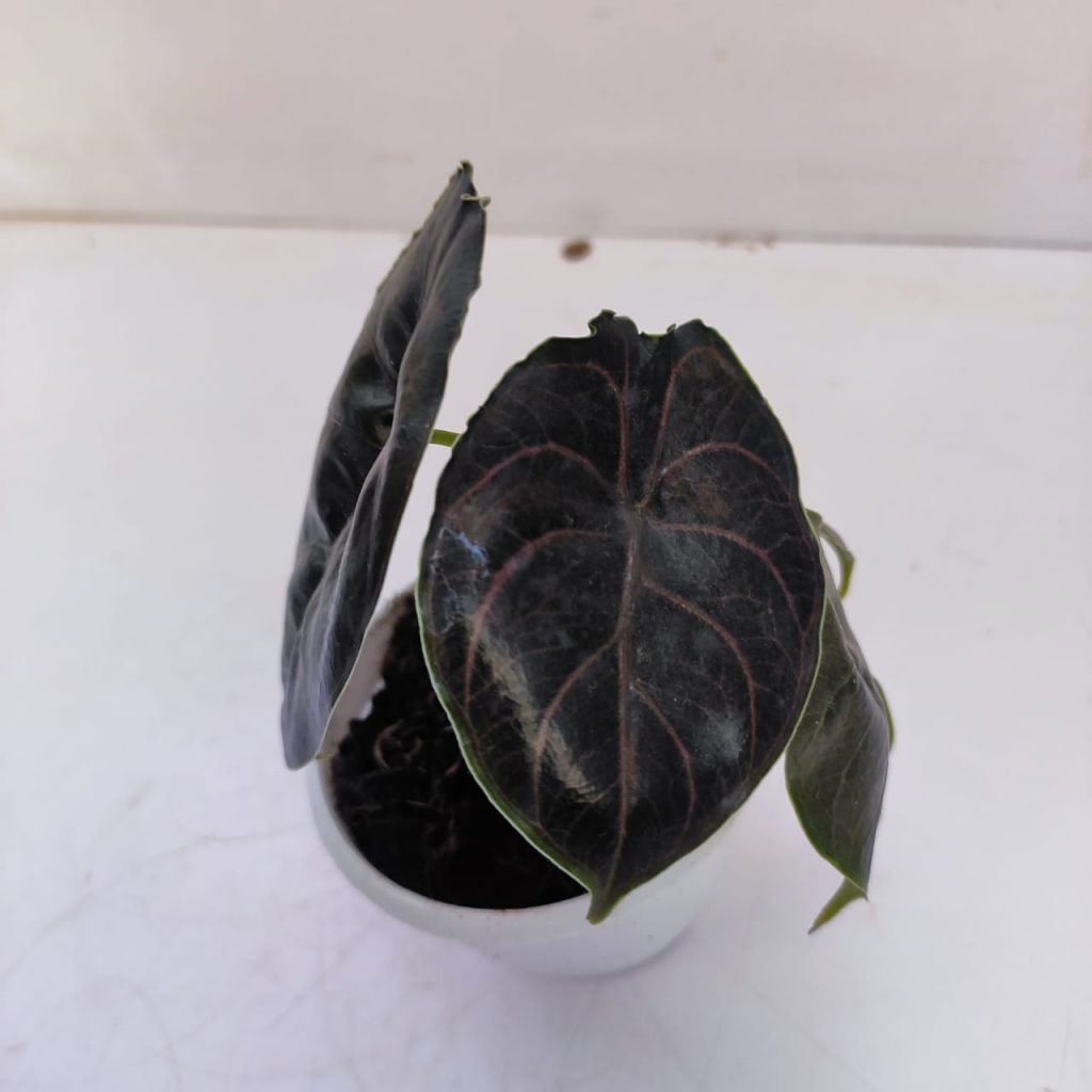 Alocasia "Azlanii" - NurseryBuy