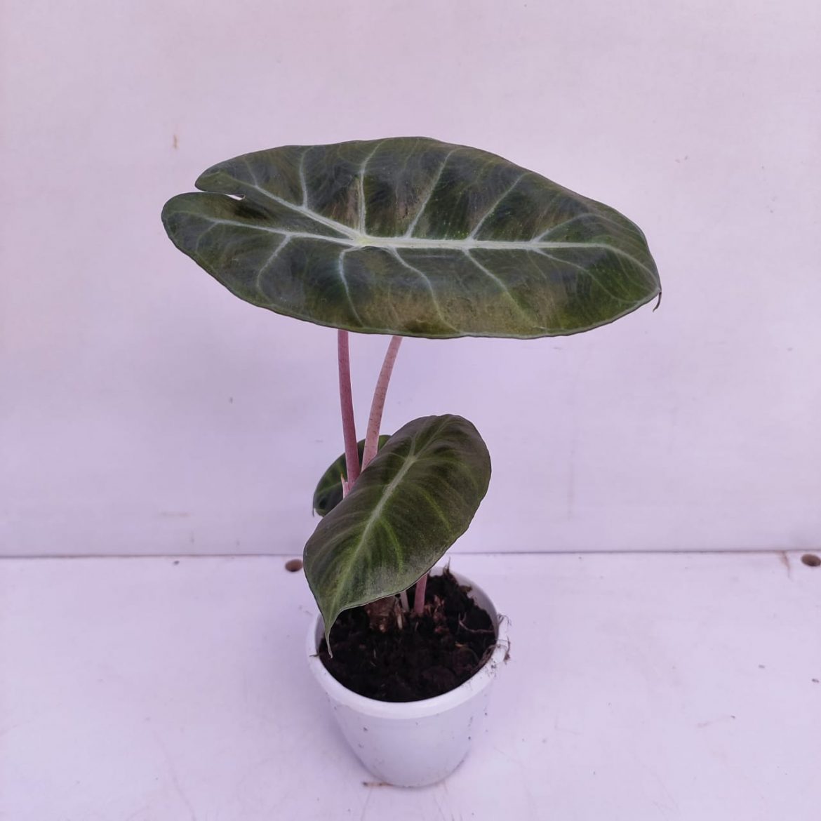 Alocasia "Pink Dragon" Mini - NurseryBuy