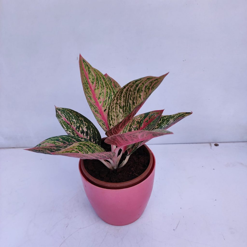 Aglaonema 'Red Legacy' - NurseryBuy
