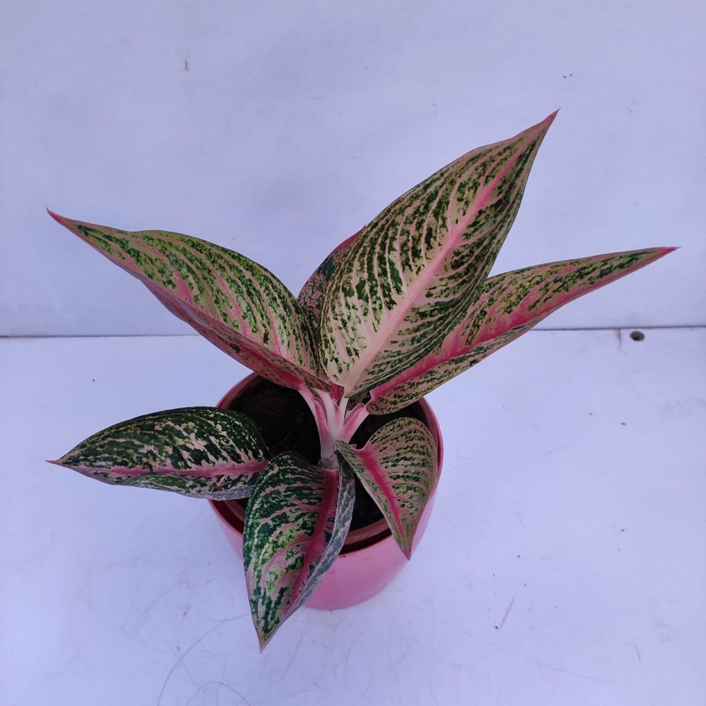 Aglaonema 'Red Legacy' - NurseryBuy
