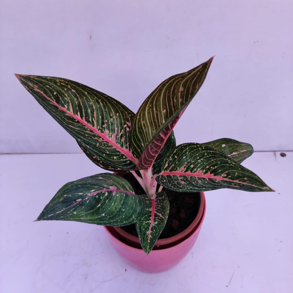 Aglaonema 'Green Legacy' - NurseryBuy