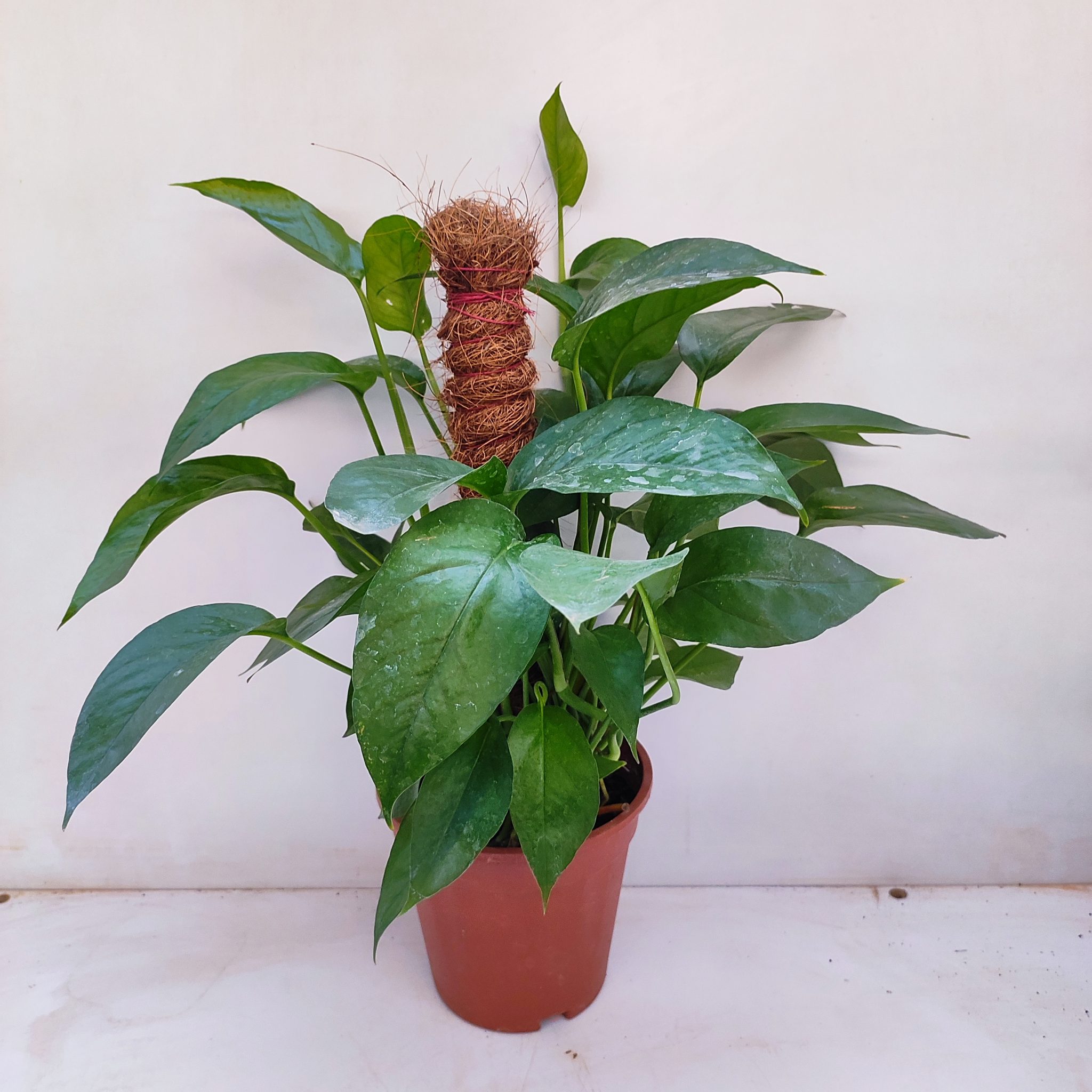 Epipremnum Pinnatum Green with Moss stick - NurseryBuy