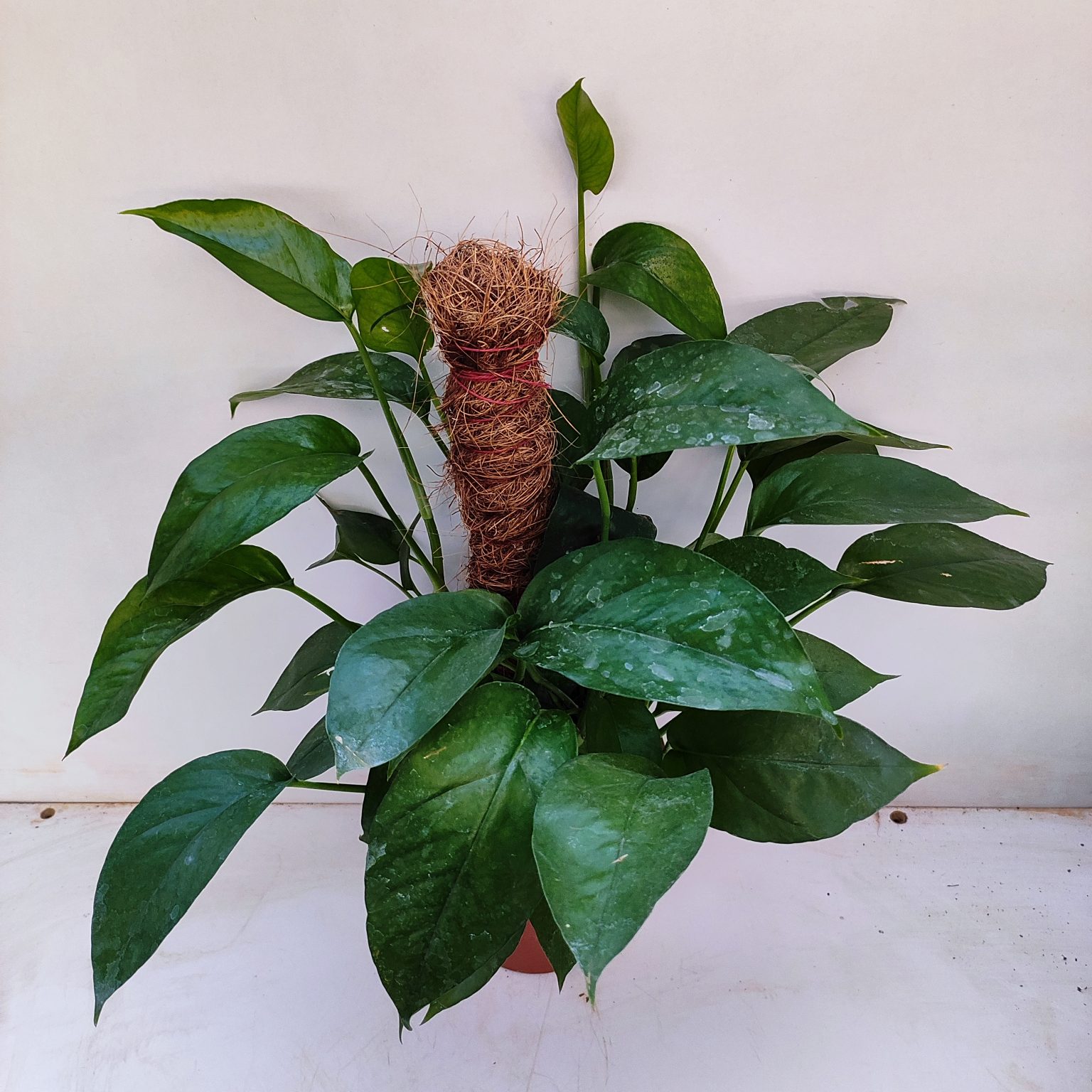 Epipremnum Pinnatum Green with Moss stick - NurseryBuy