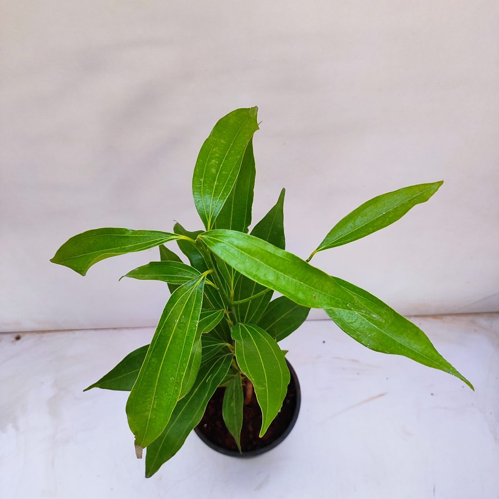 Dalchini Plant - True cinnamon - NurseryBuy