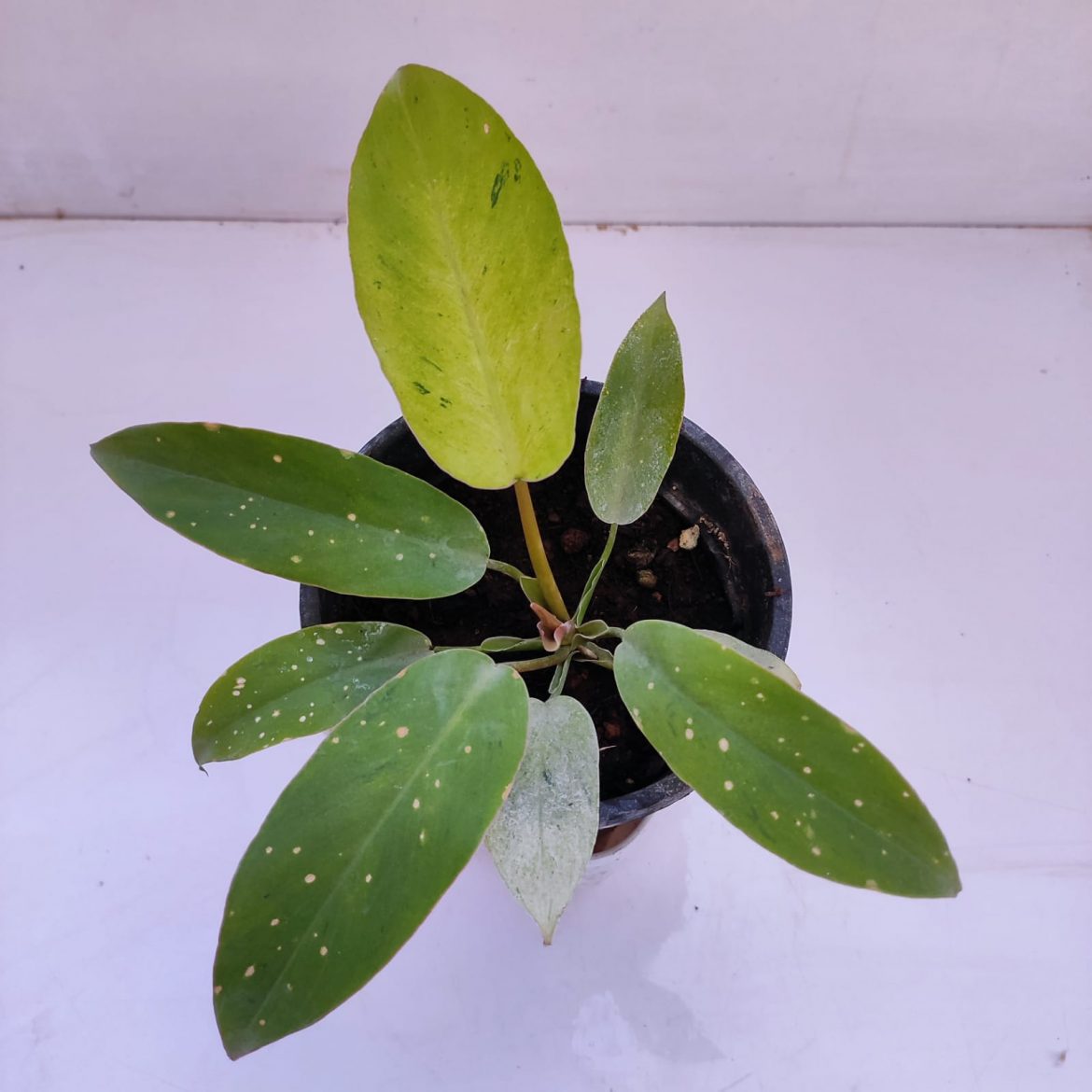 Philodendron Snowdrift - NurseryBuy