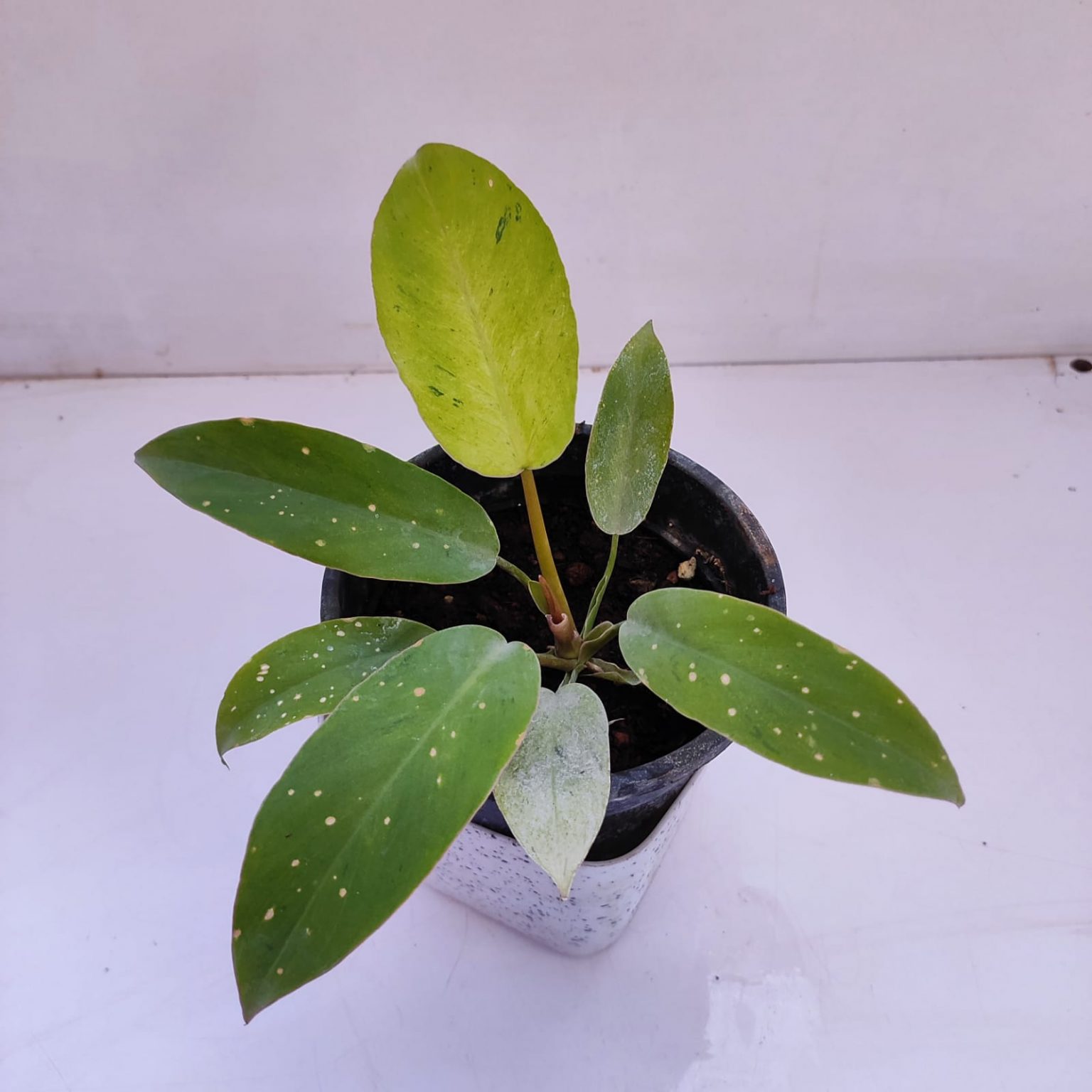 Philodendron Snowdrift - NurseryBuy