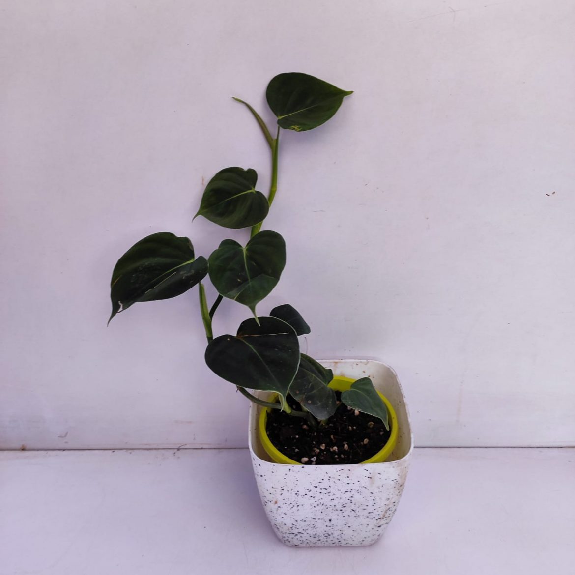 Philodendron Lupinum - NurseryBuy