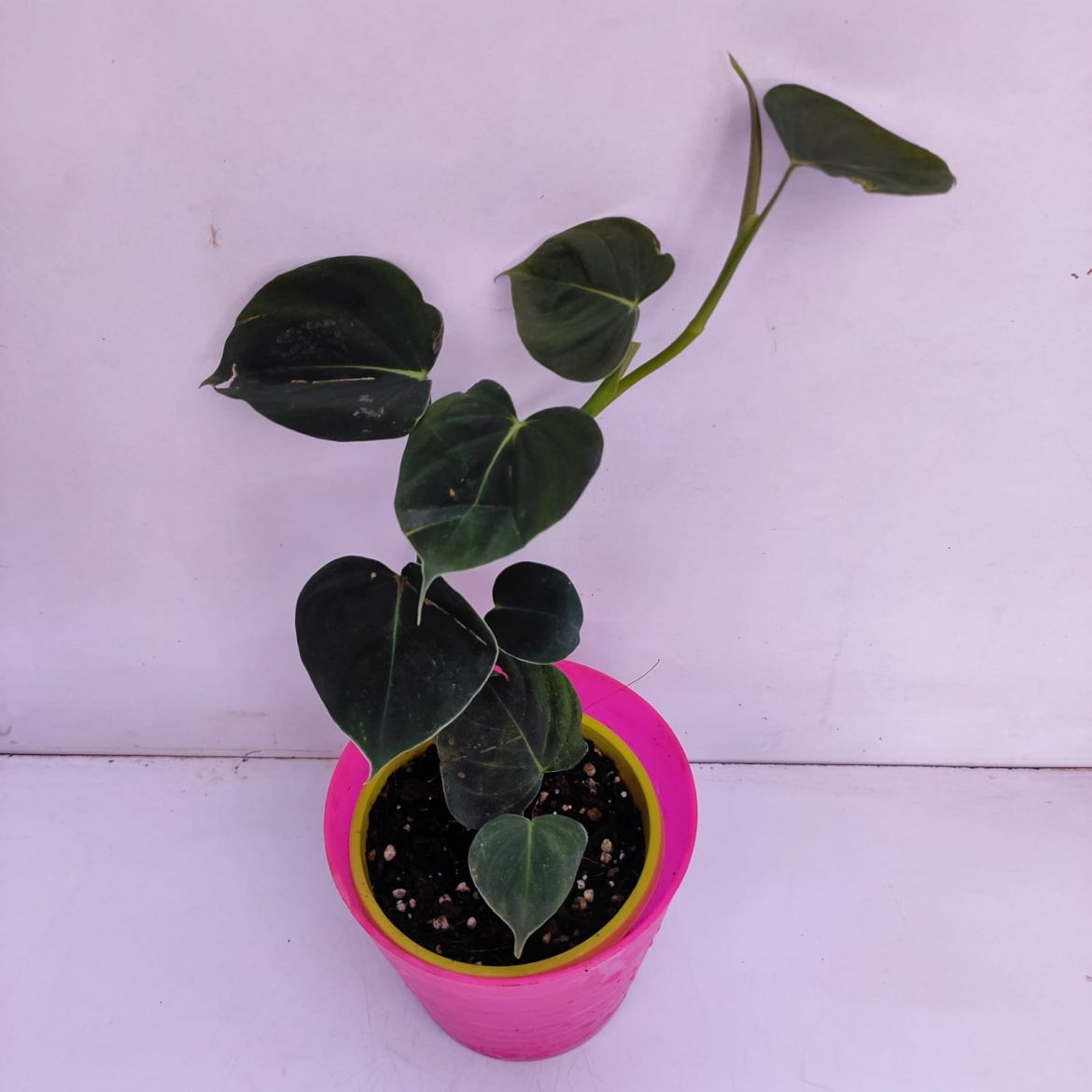 Philodendron Lupinum - NurseryBuy