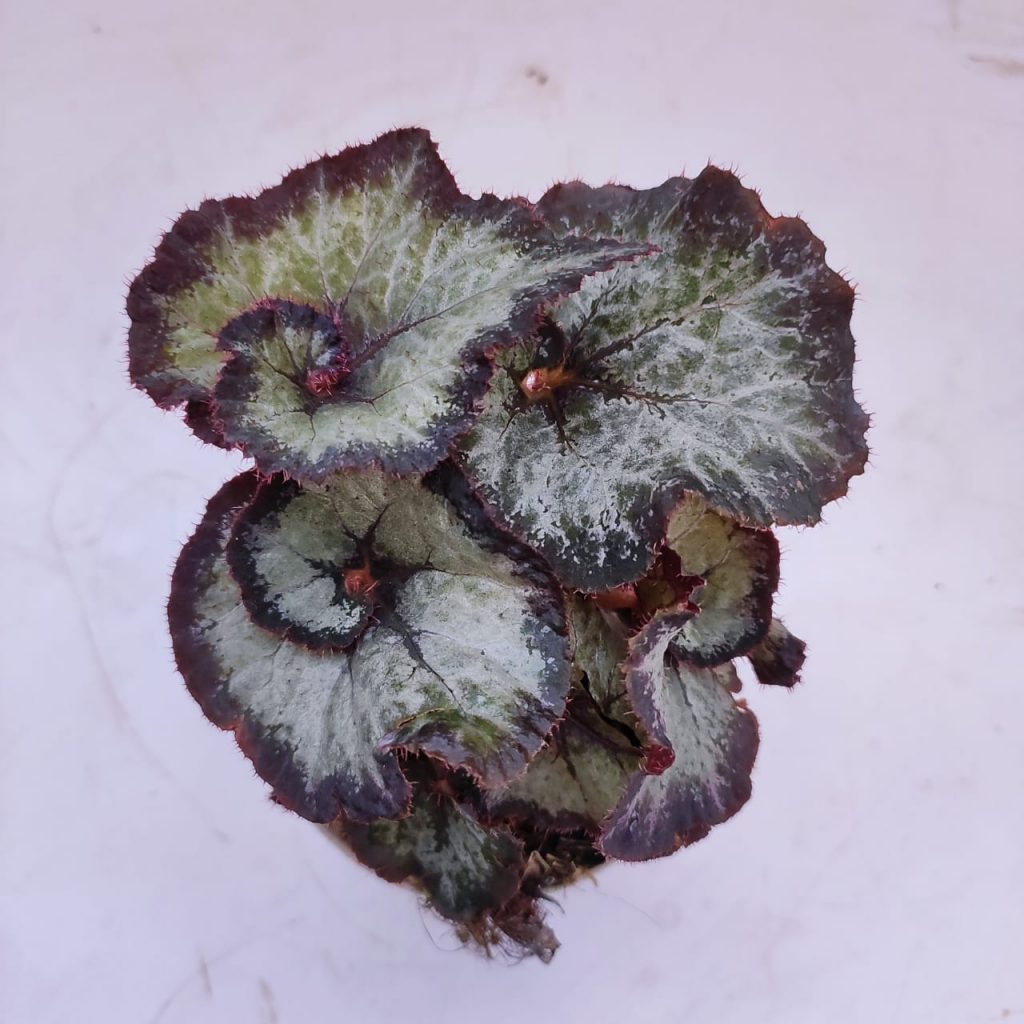 Rex Begonia 'Escargot' - NurseryBuy