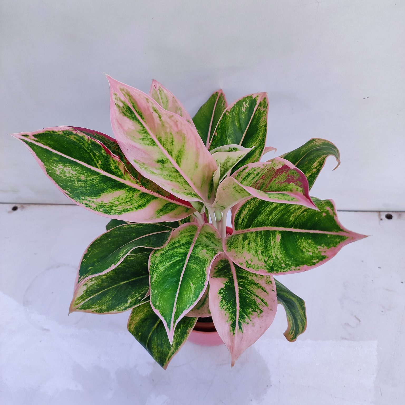 Aglaonema 'Pink Aurora' - NurseryBuy