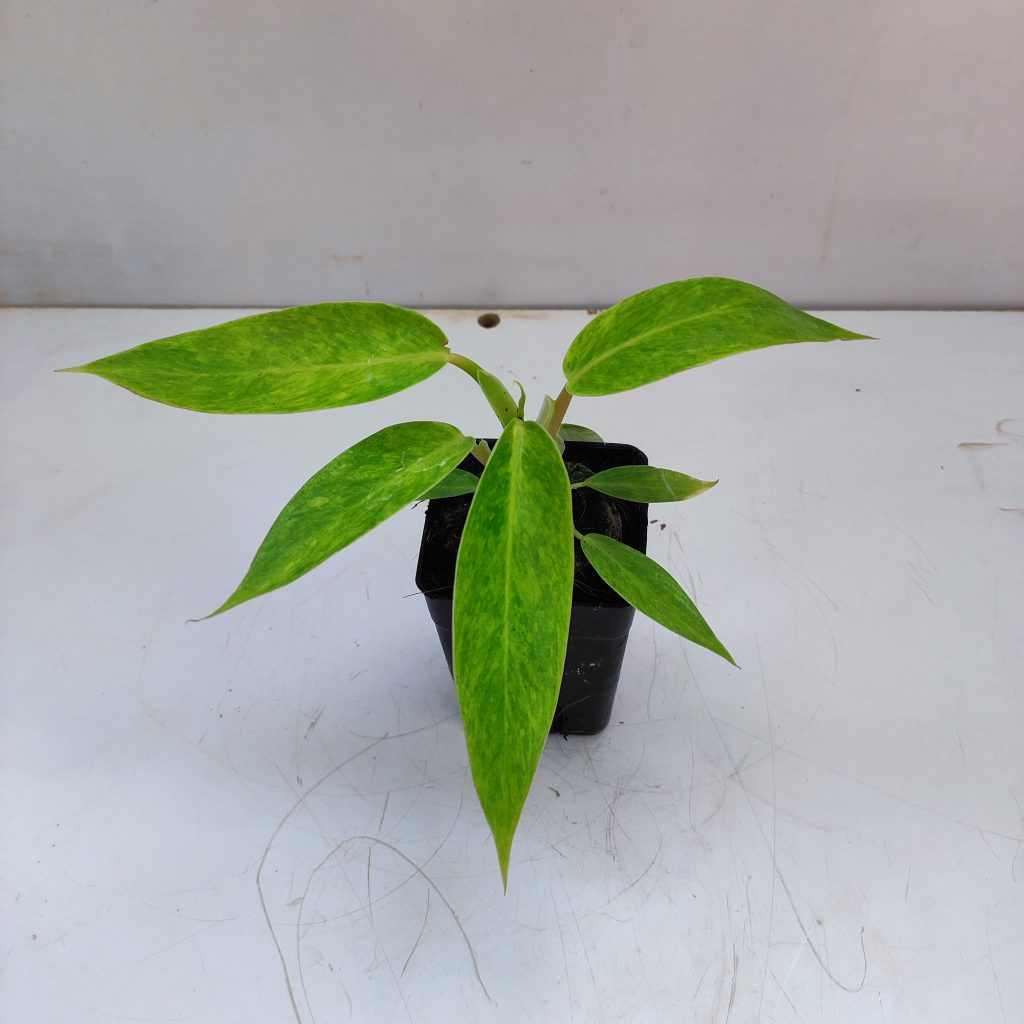 Philodendron 'Calkins Gold' Mini - NurseryBuy